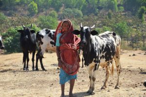 Livestock Futures – Page 2 – Writings about pastoralists, camels, and ...