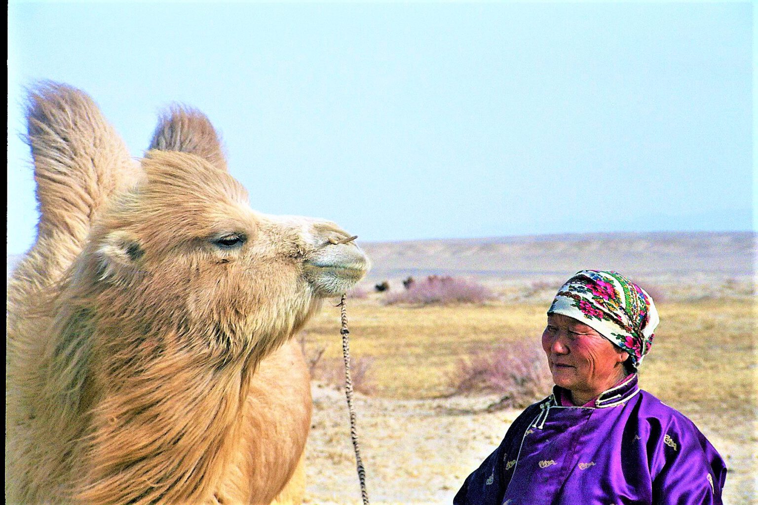The International Year of Camelids 2024: How can it benefit camel ...
