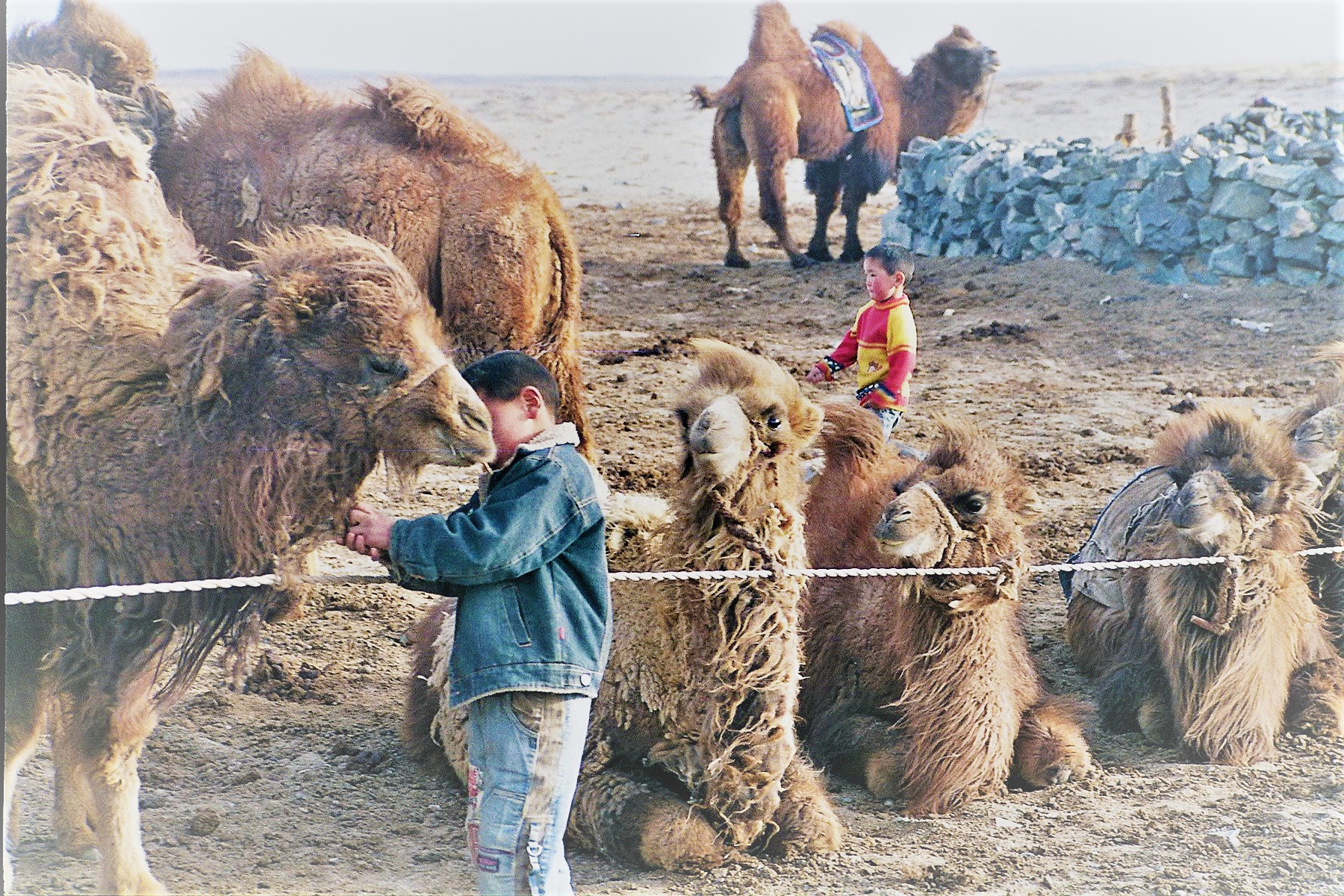 The International Year of Camelids 2024: How can it benefit camel ...